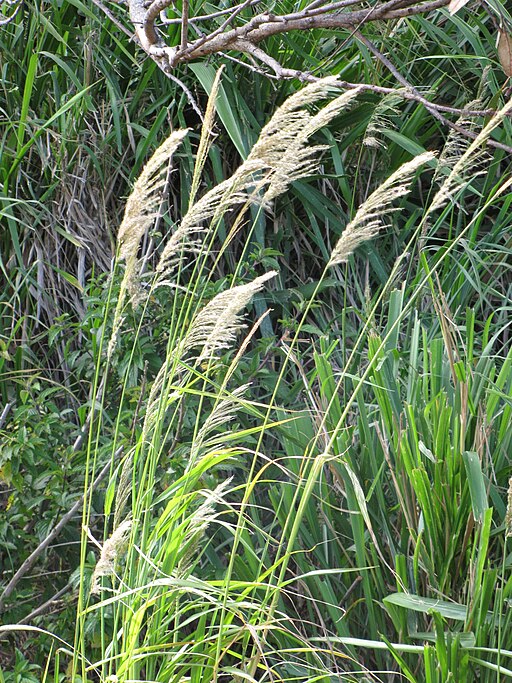 Capim-amargoso | Plantas Medicinais - Aromáticas - Condimentares