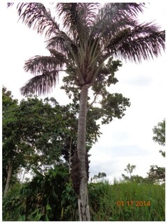 Tucumã-do-amazonas | Plantas Medicinais - Aromáticas - Condimentares